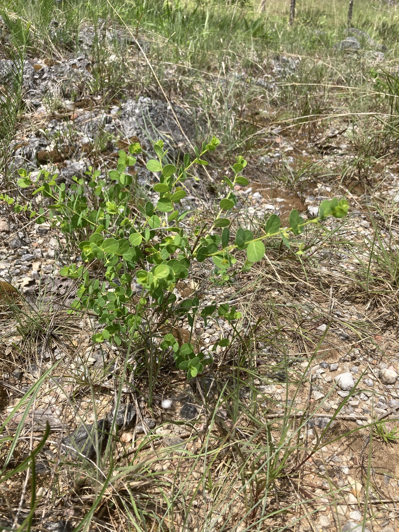 Phyllanthopsis phyllanthoides (Nutt.) Voronts. & Petra Hoffm.