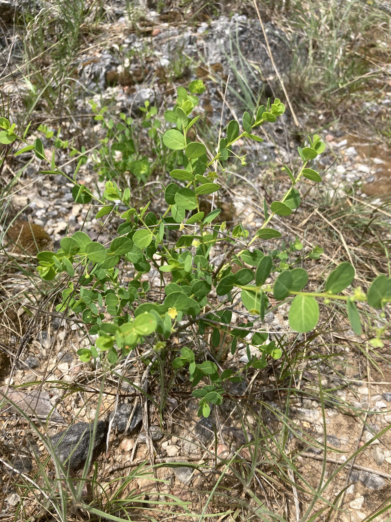 Phyllanthopsis phyllanthoides (Nutt.) Voronts. & Petra Hoffm.
