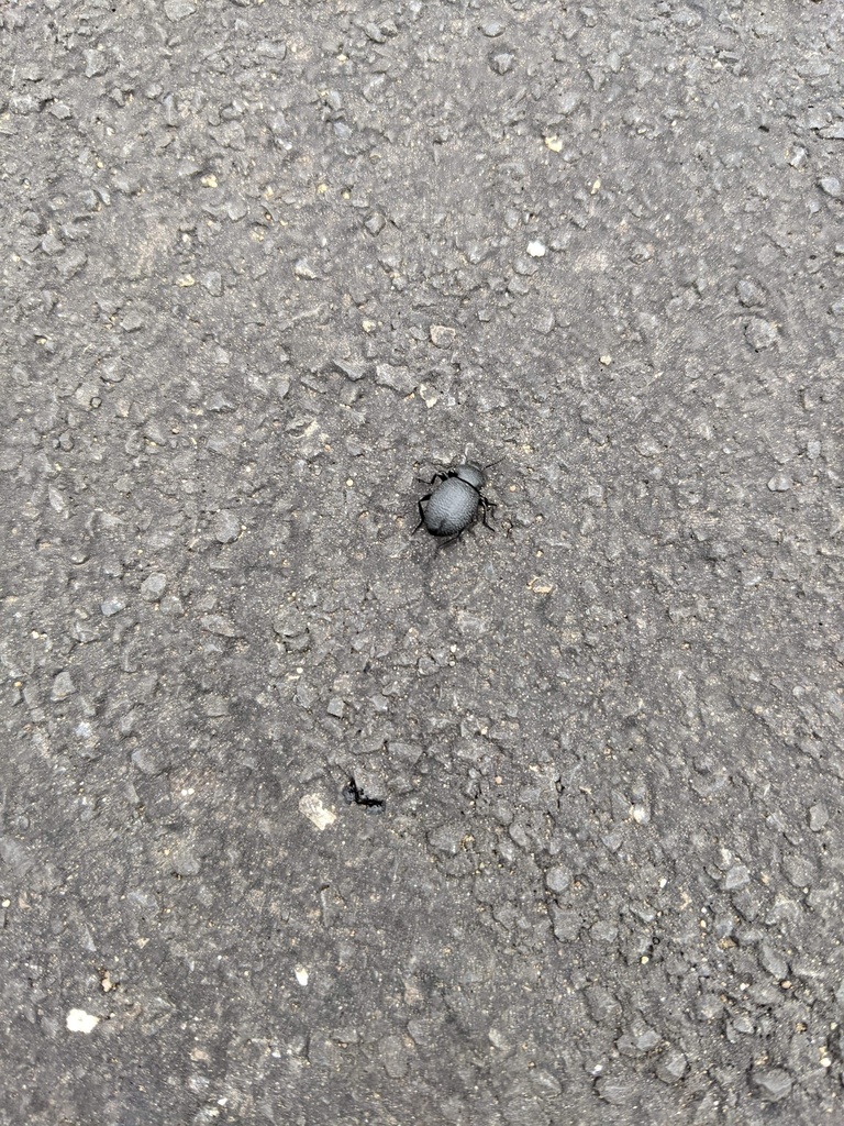 Timarcha intricata from Point Reyes National Seashore, Inverness, CA ...