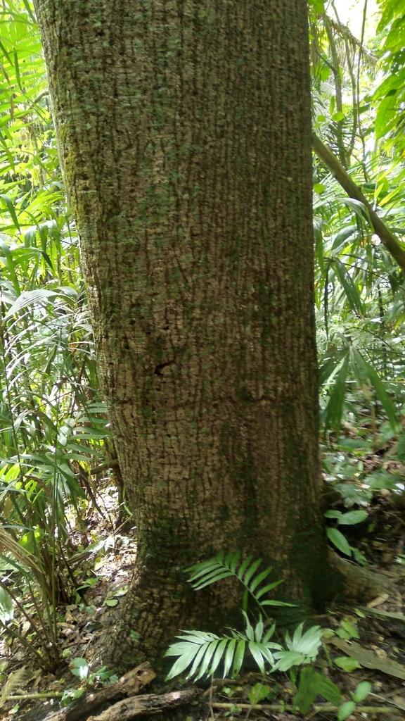 Barrigon Kapoktree from Soberania, PA-PN-PA, PA-PN, PA on May 08, 2022 ...