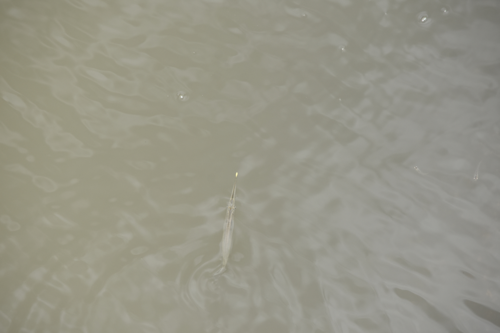 Zenarchopterus buffonis (Valenciennes, 1847)