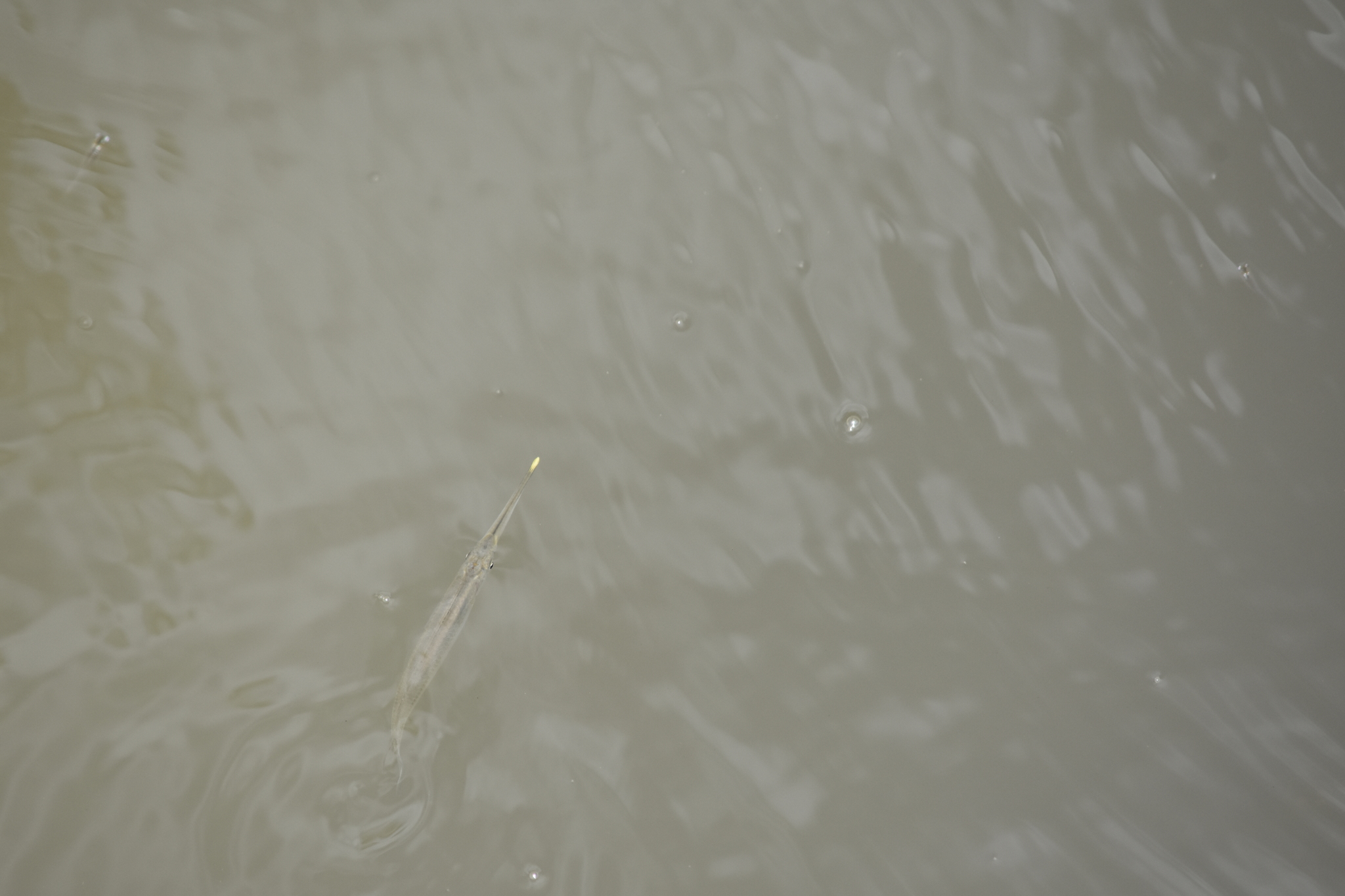 Zenarchopterus buffonis (Valenciennes, 1847)