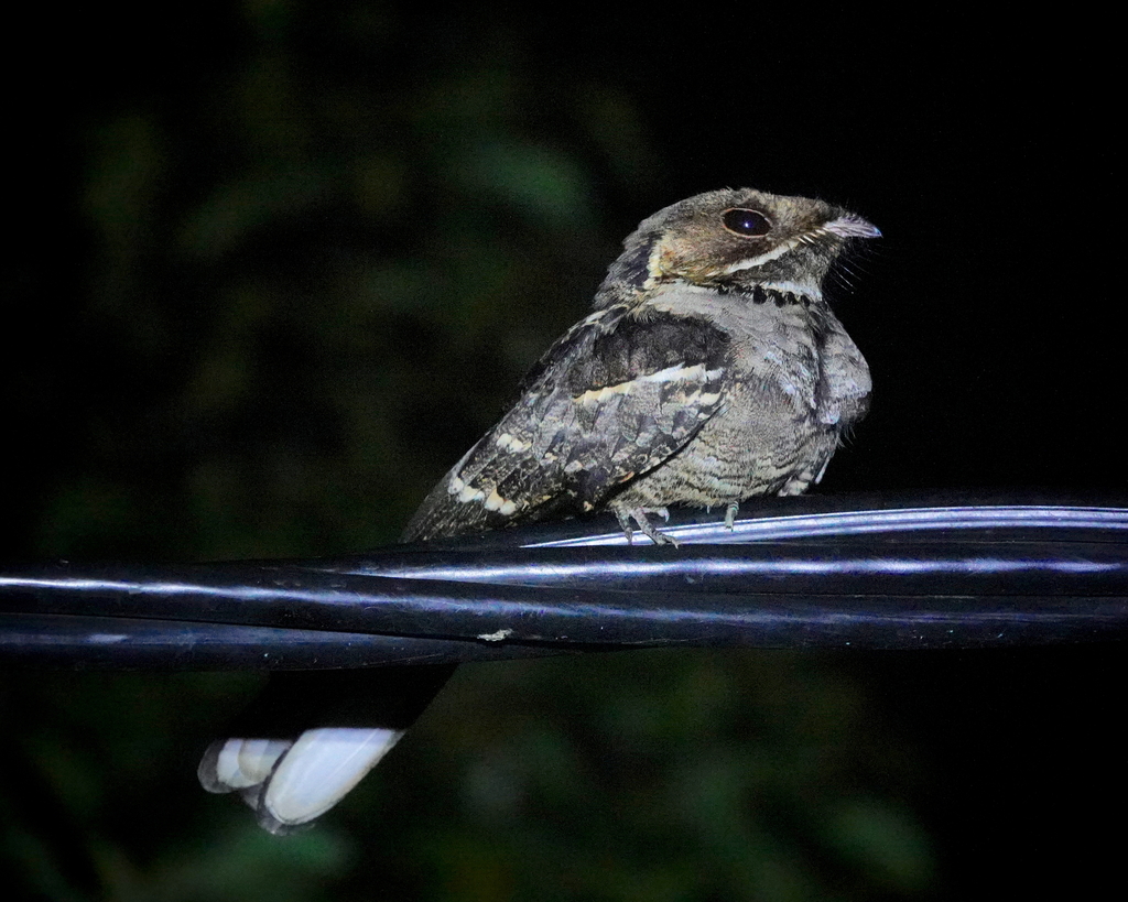 Sri Lankan Jerdon's Nightjar (Caprimulgus atripennis aequabilis ...
