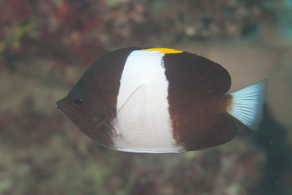 Black Pyramid Butterflyfish