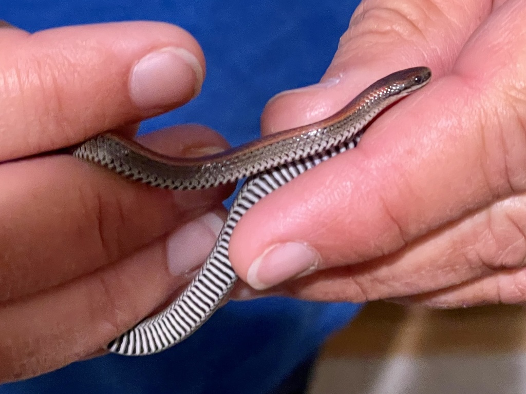 Sharp-tailed Snake (Contia tenuis) - Snakes and Lizards