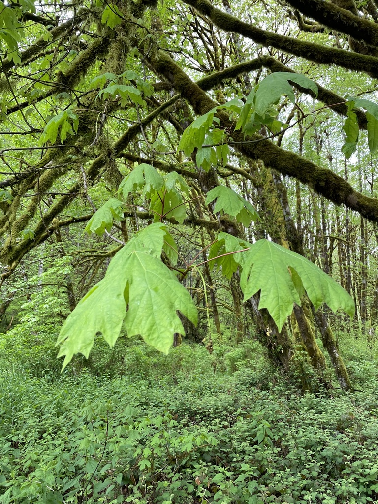 bigleaf maple from Walton, OR, US on May 13, 2022 at 02:48 PM by Emily Scherer · iNaturalist