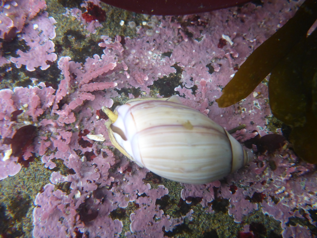 Purple Olive Snail (China Cove Organisms) · iNaturalist
