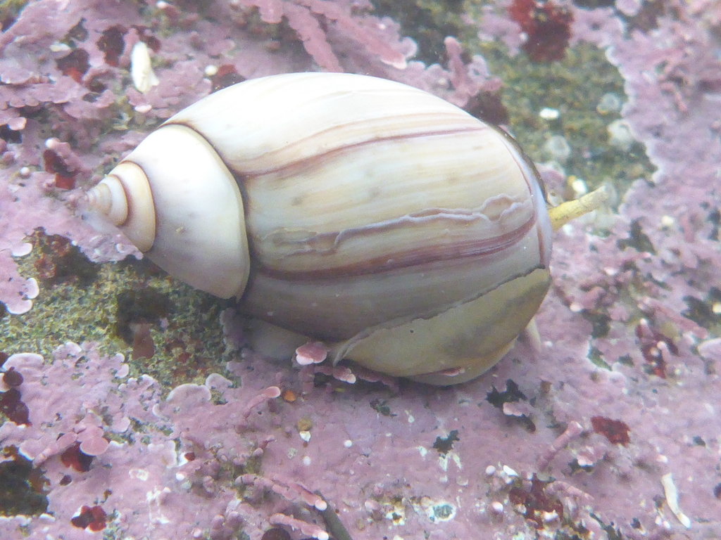 Purple Olive Snail (China Cove Organisms) · iNaturalist