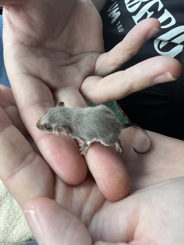 Feather-tailed Gliders and Possums (Acrobatidae) - Know Your Mammals