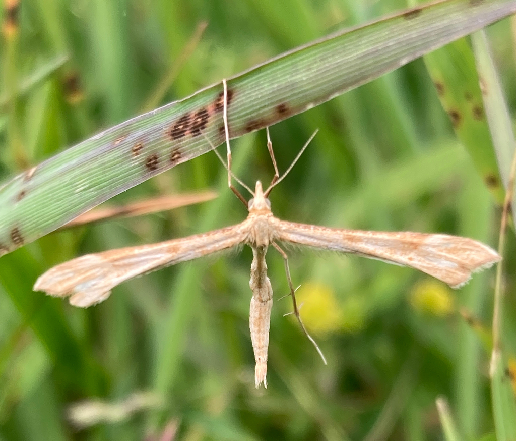 Yarrow Plume Moth from Ferndale on May 14, 2022 at 05:06 PM by Kevin ...