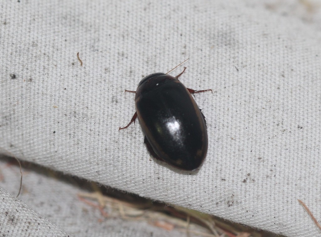 Hydaticus bimarginatus from South Side, Corpus Christi, TX, USA on May ...