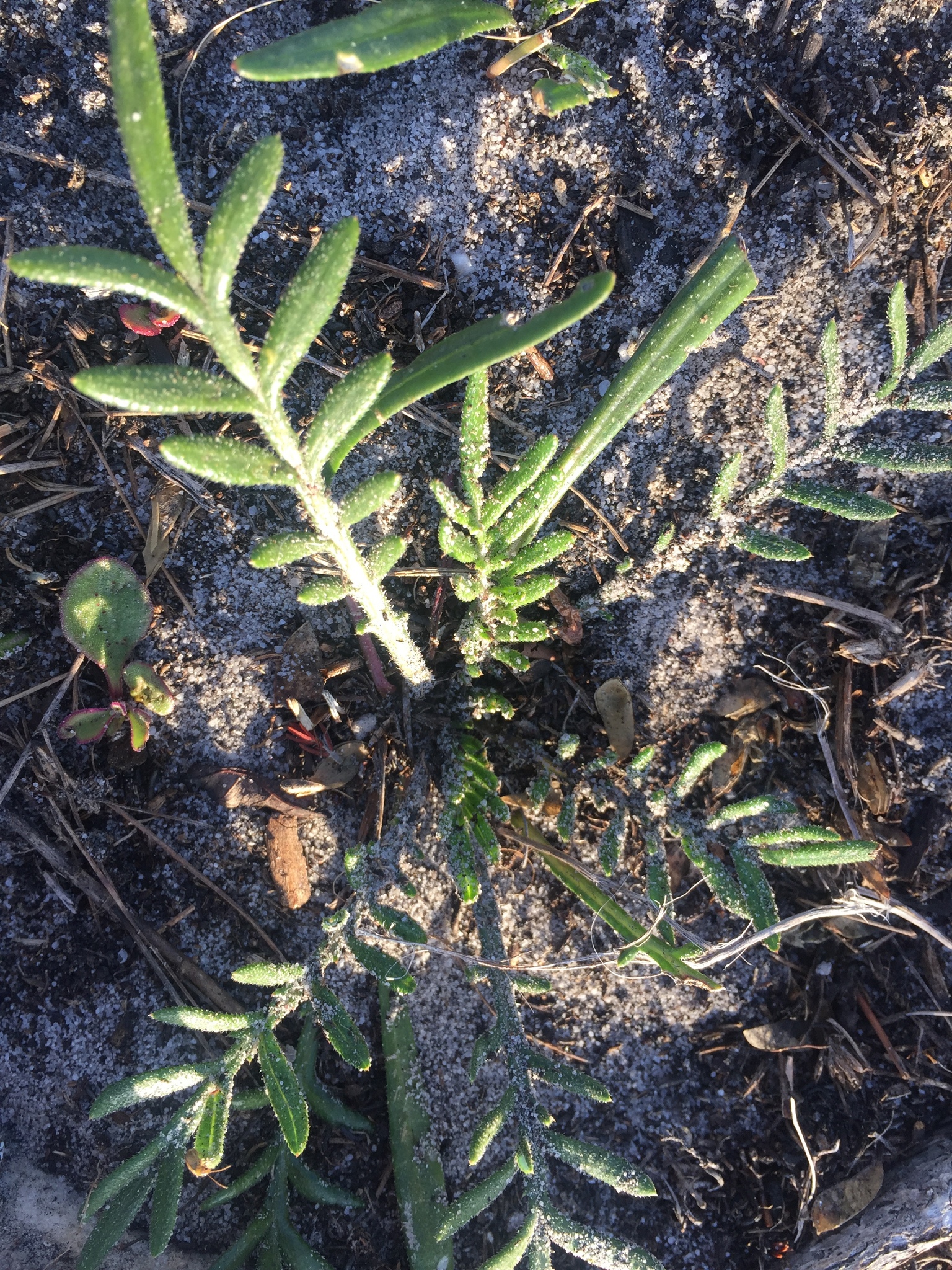 Gazania pectinata (Thunb.) Hartw.