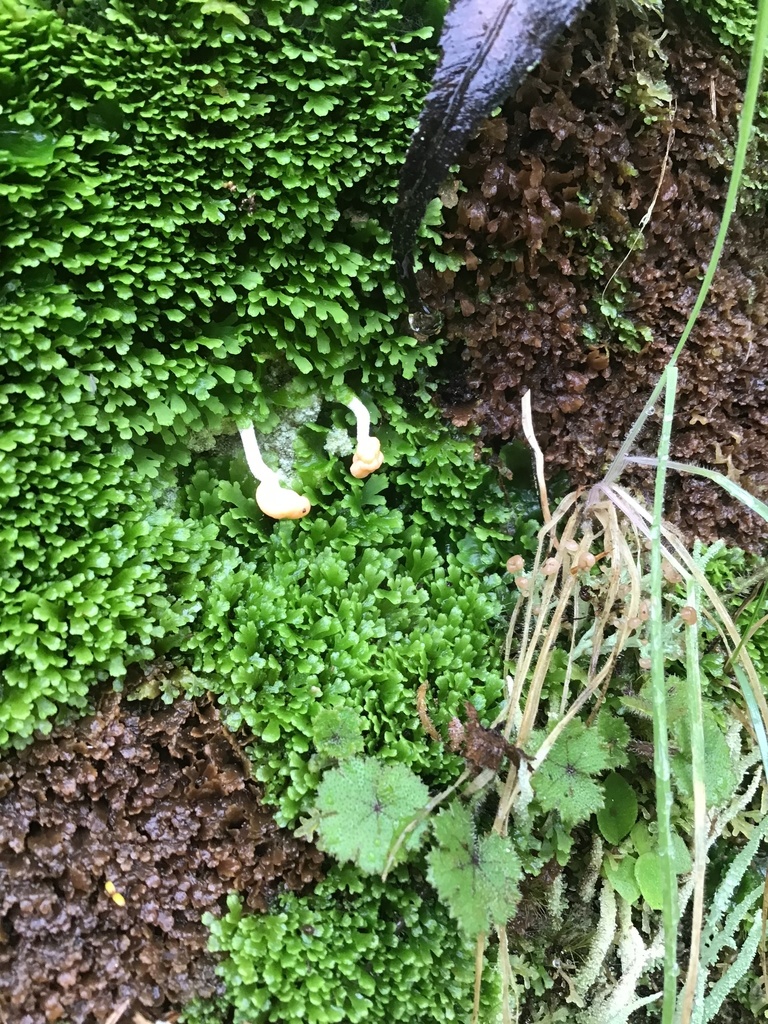 Fungi Including Lichens from Upper Hutt, Akatarawa Valley, Wellington ...