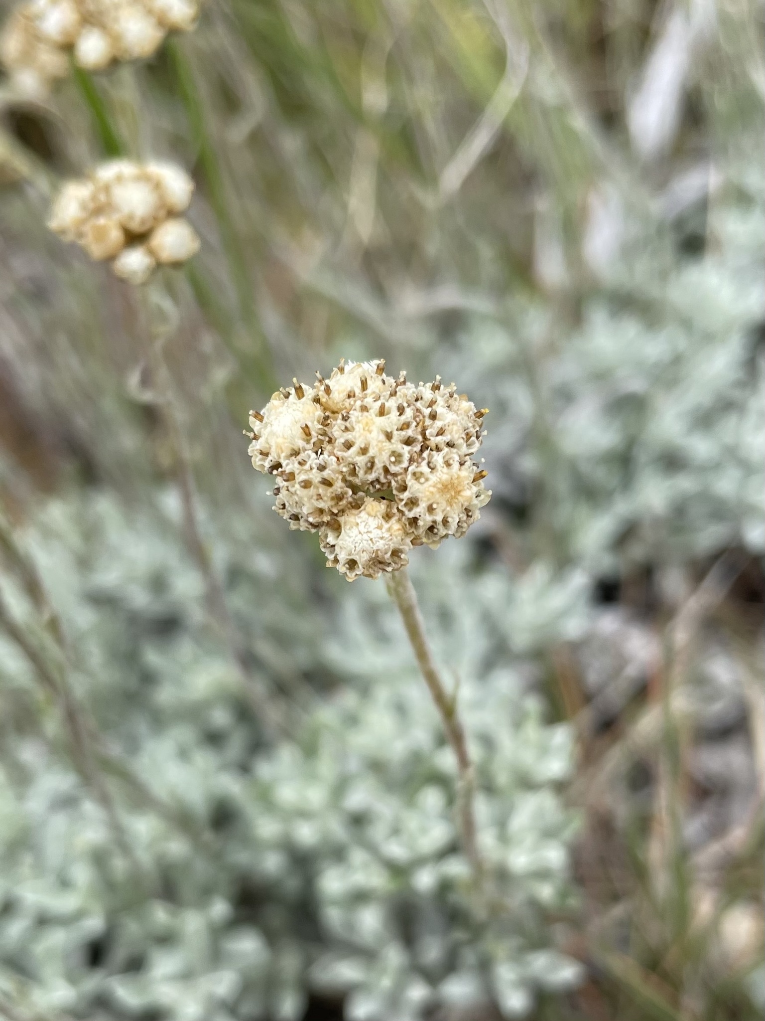 Antennaria umbrinella Rydb.