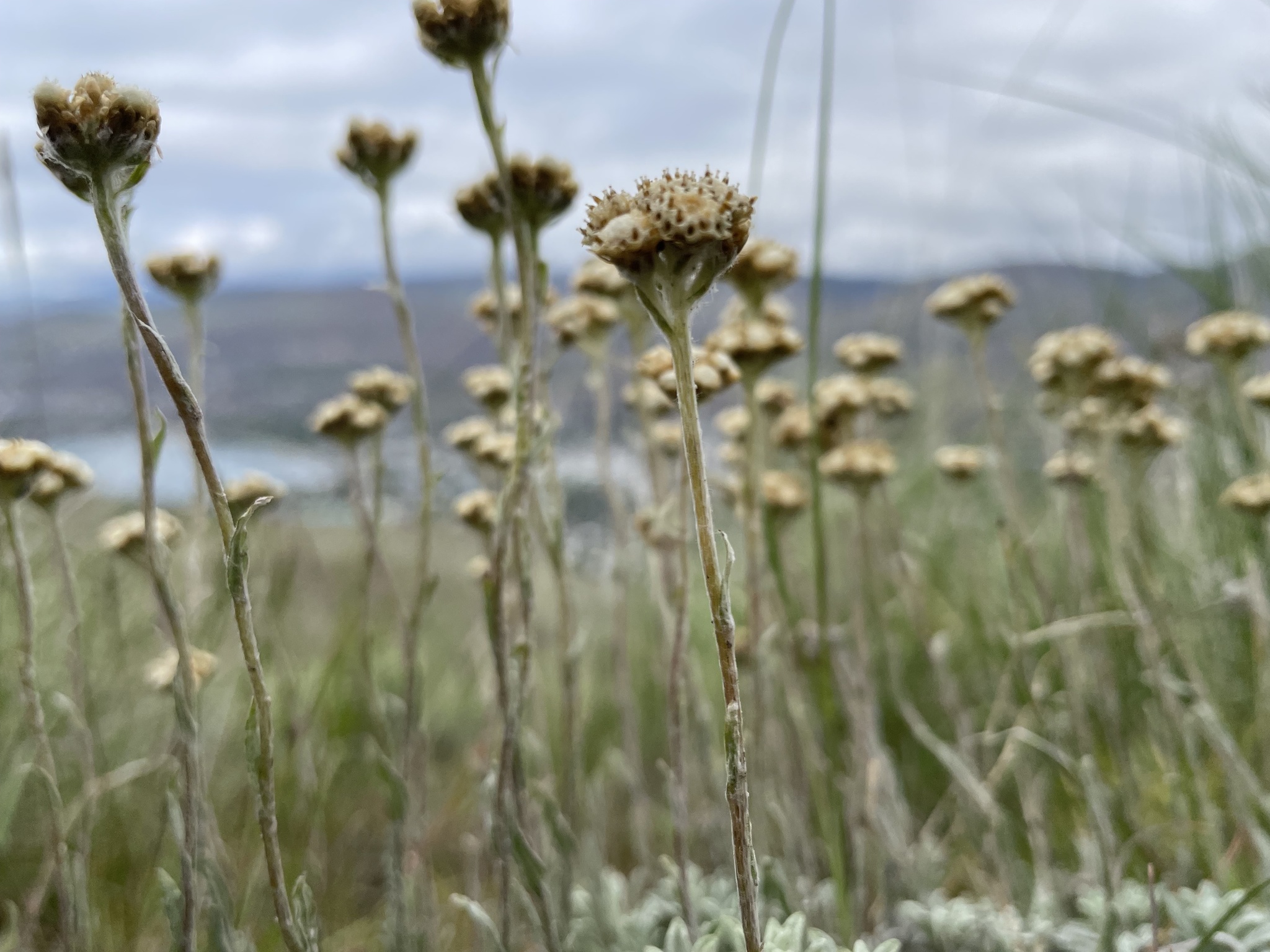 Antennaria umbrinella Rydb.