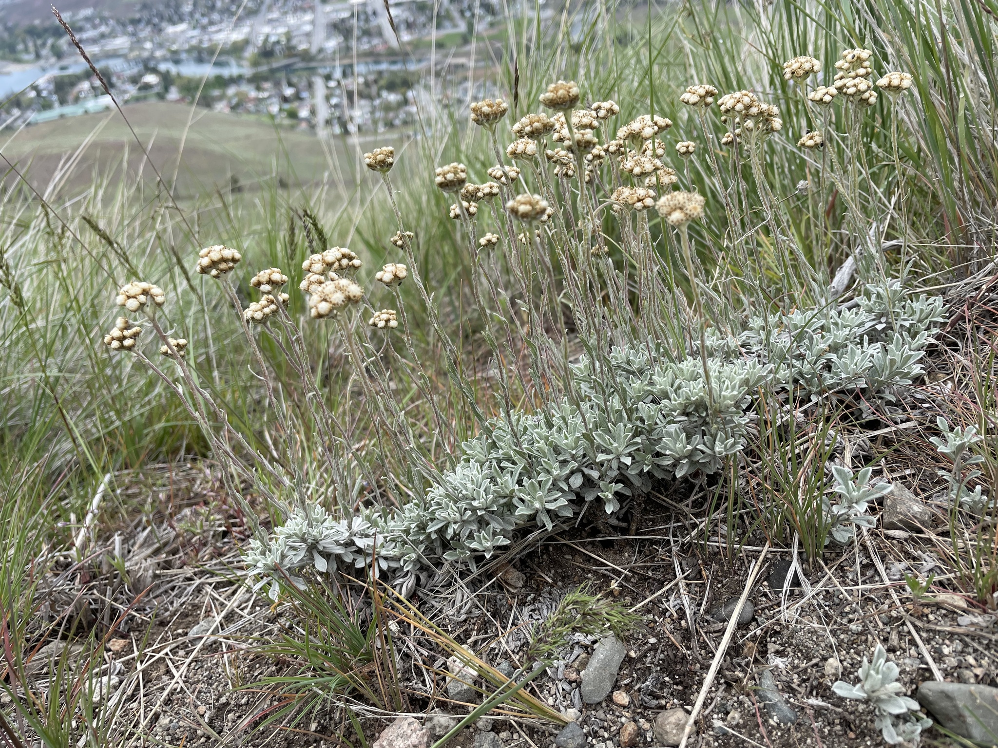 Antennaria umbrinella Rydb.