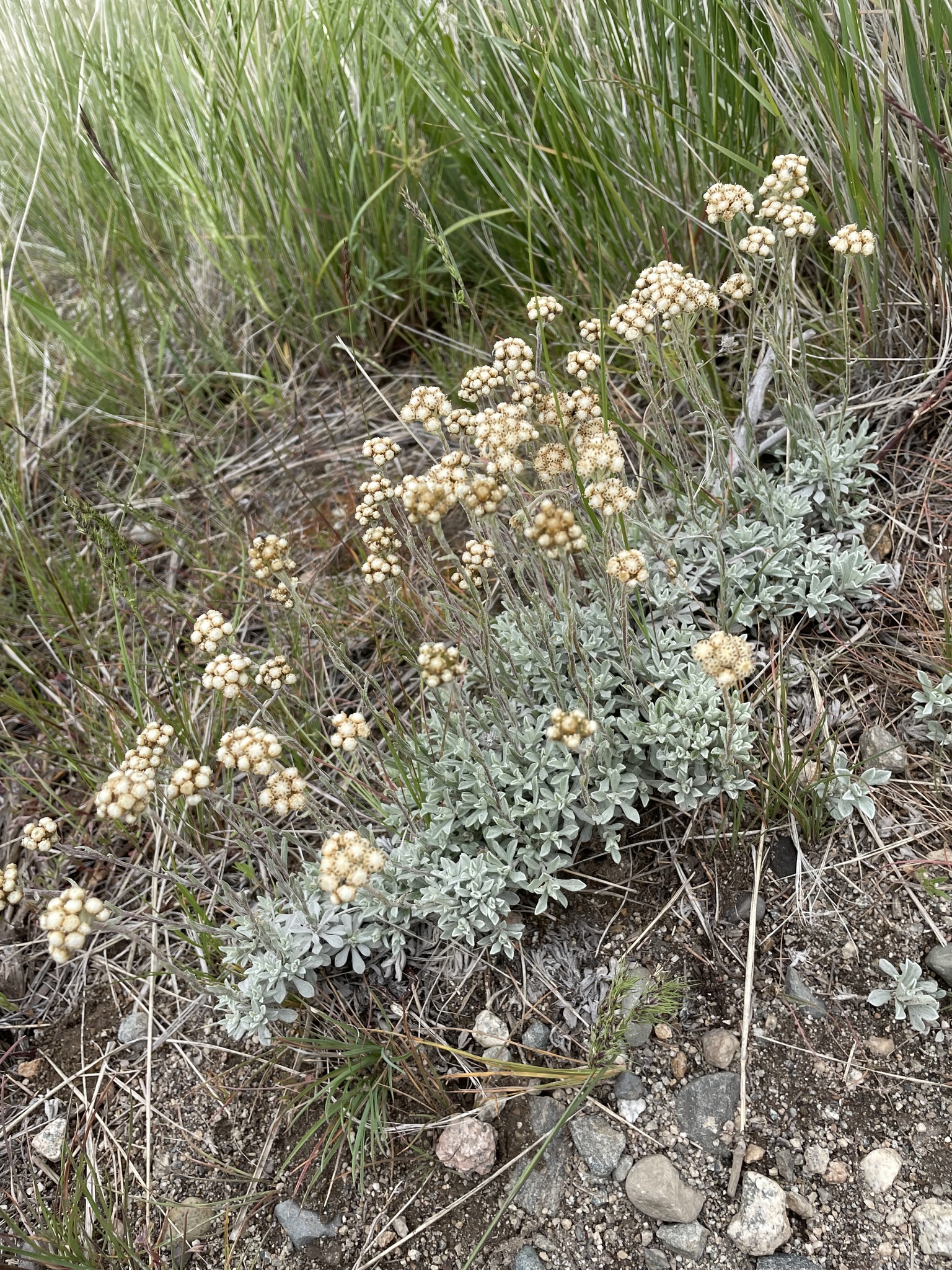 Antennaria umbrinella Rydb.
