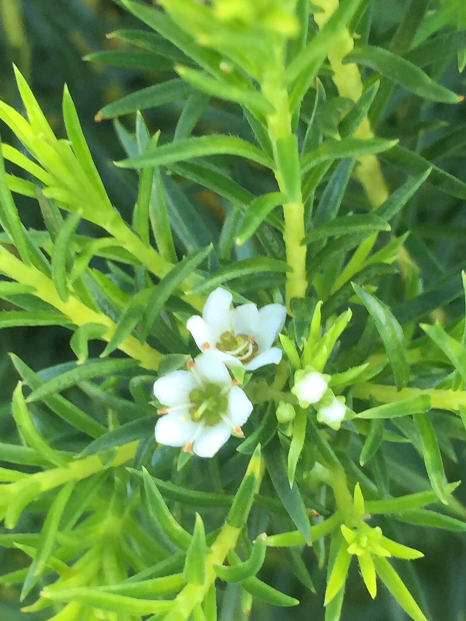 Coleonema album (Thunb.) Bartl. & H.L.Wendl.