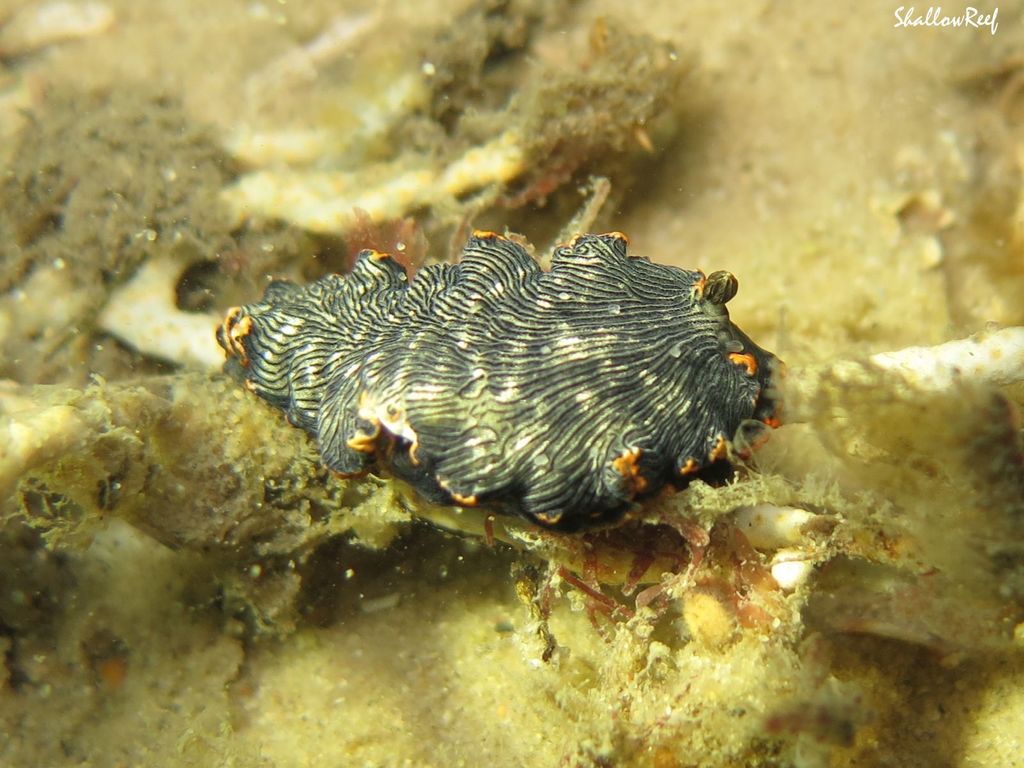 Dermatobranchus in August 2018 by Shallow Reef · iNaturalist