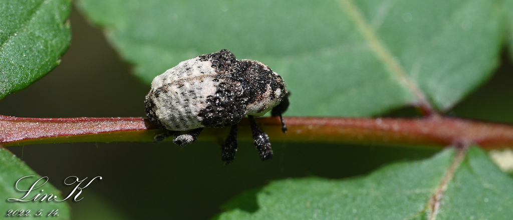 Sternuchopsis trifida from Seosan, Chungcheongnam-do, South Korea on ...