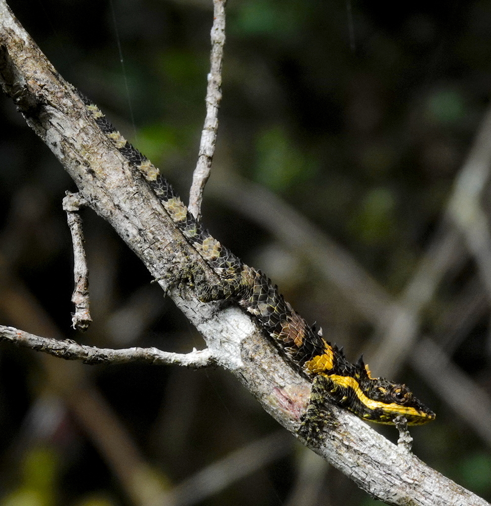 Pygmy Lizard in April 2022 by desertnaturalist · iNaturalist