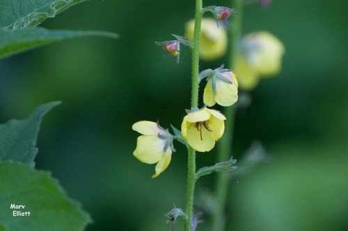 figwort family (Scrophulariaceae (Figwort) of the Pacific Northwest ...