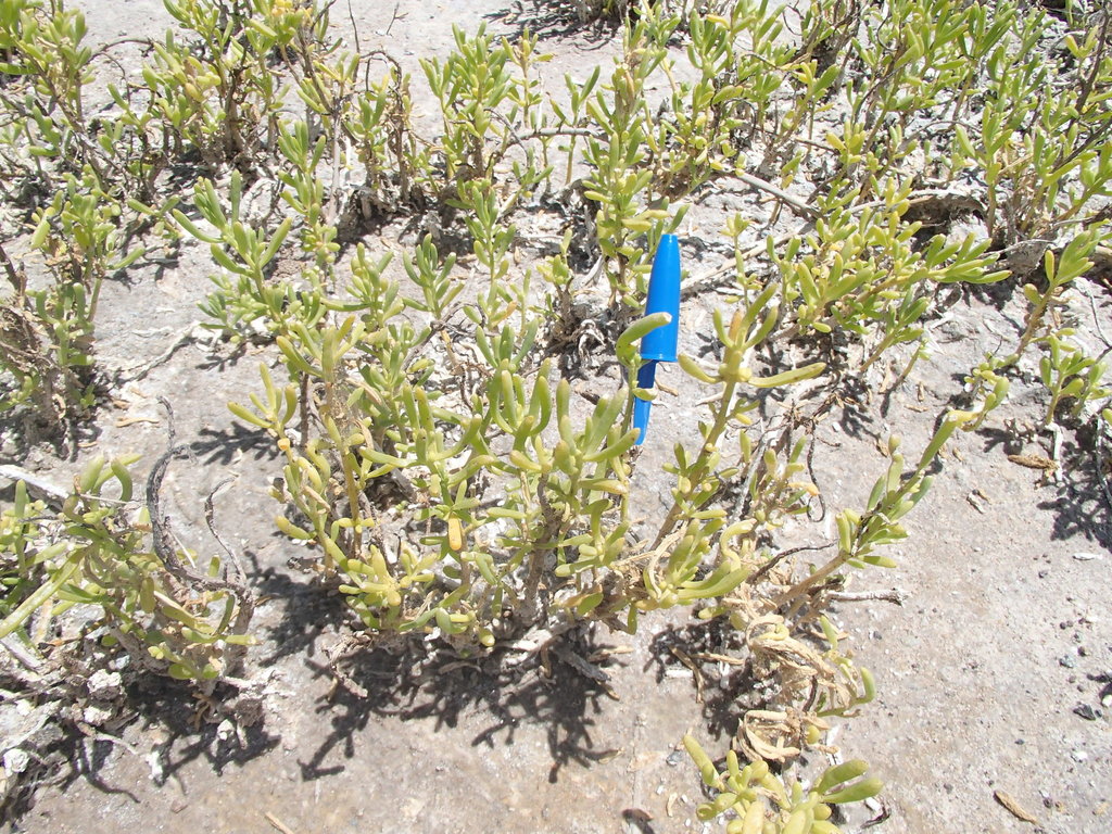 Saltwort from Ceuta, Elota, Sinaloa on May 7, 2015 by Alberto · iNaturalist