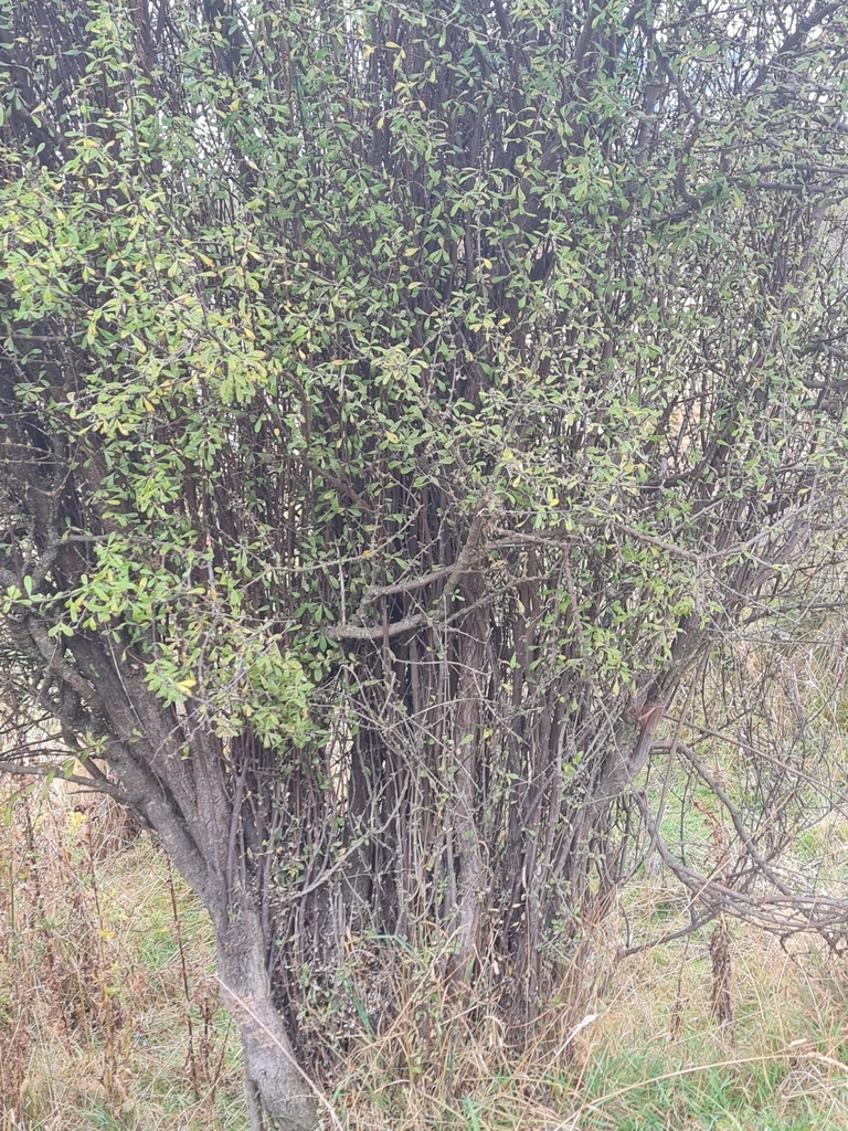 Olearia odorata from Glendhu Bay 9382, New Zealand on May 15, 2022 at ...