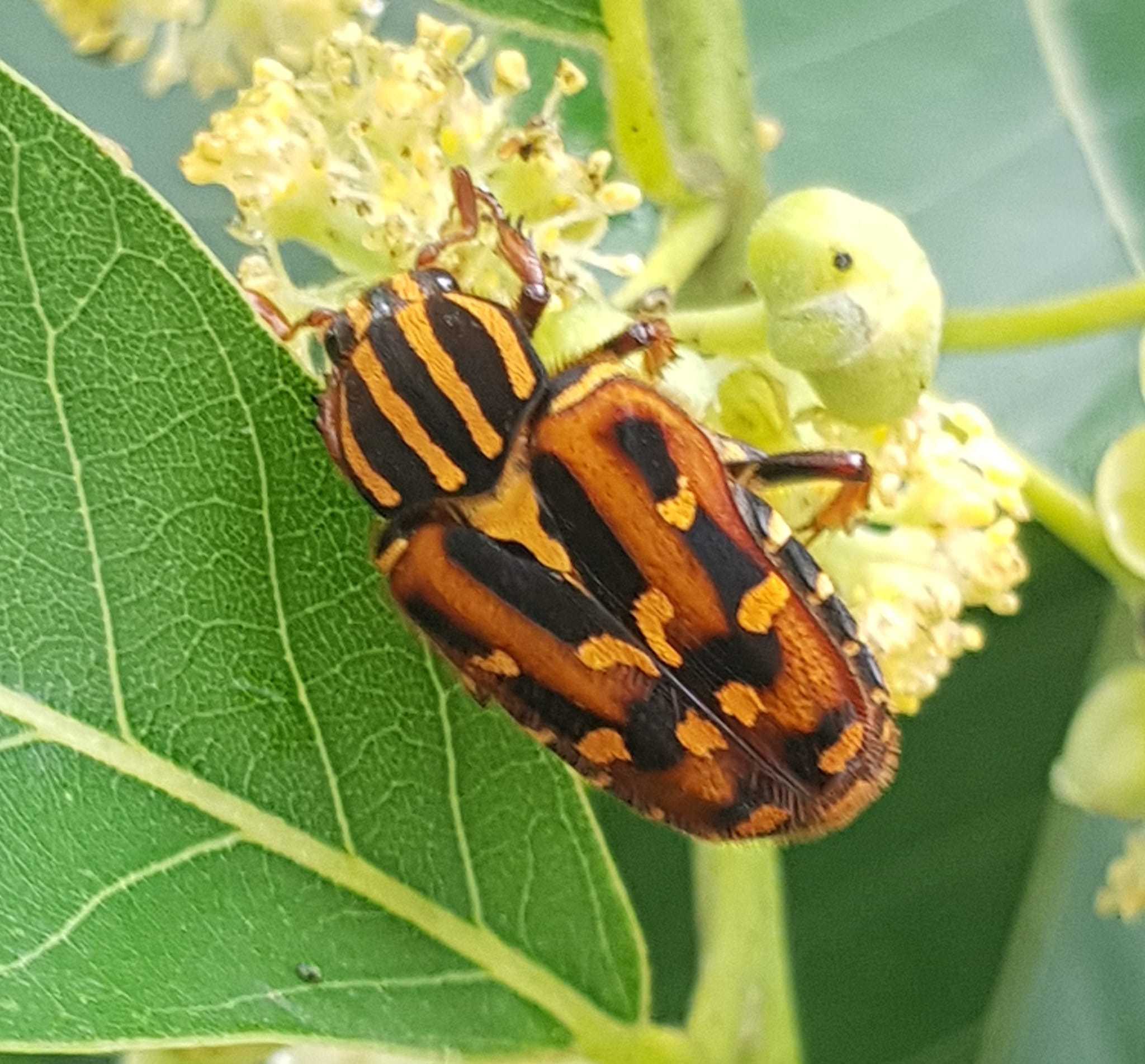 Euselates Thomson, 1880