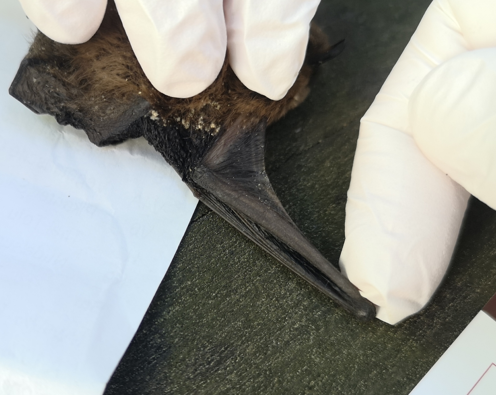 Pipistrellus kuhlii (Kuhl, 1817)