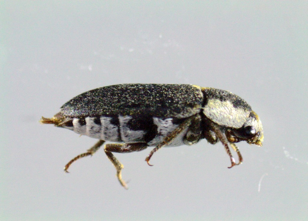 Hide Beetle from Al Ahmadi Governorate, Kuwait on May 13, 2022 at 11:20 ...