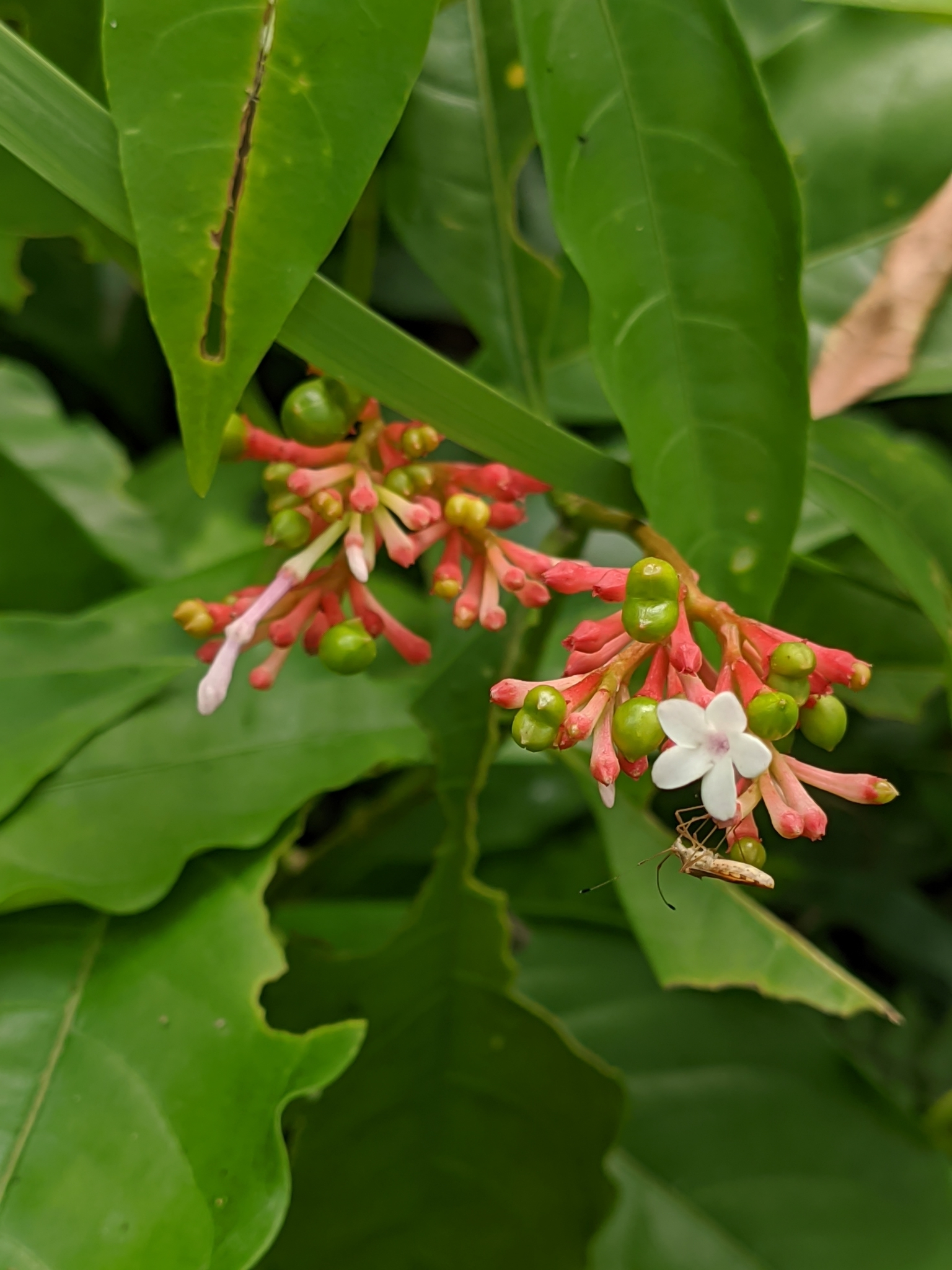 Rauvolfia serpentina (L.) Benth. ex Kurz
