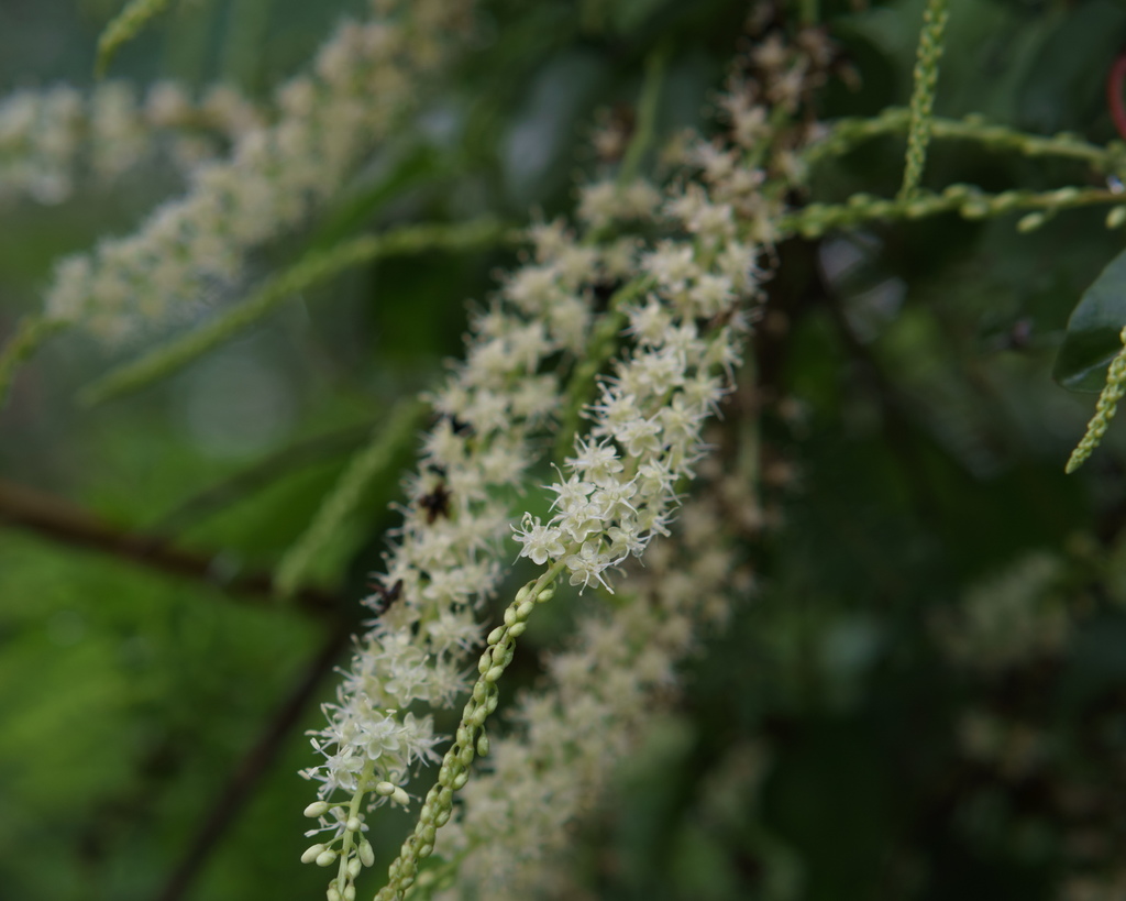 Basella Family (Basellaceae) - Botanical Realm