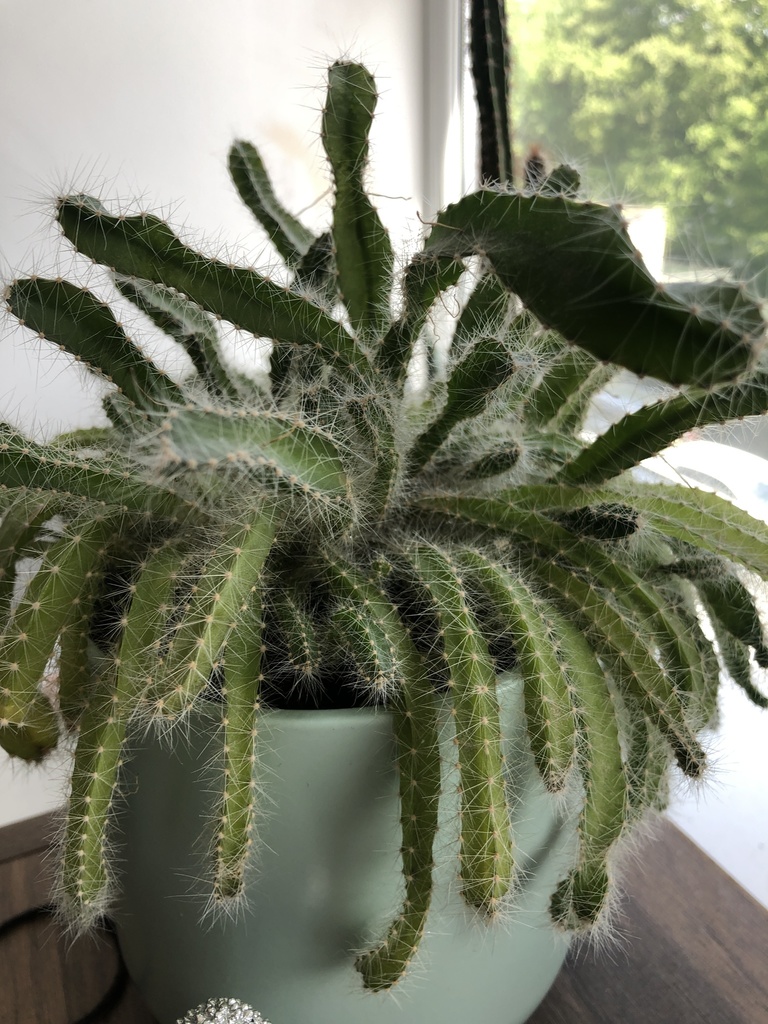 dog-tail cactus from Newfield Grange, Bolton, England, GB on May 15 ...