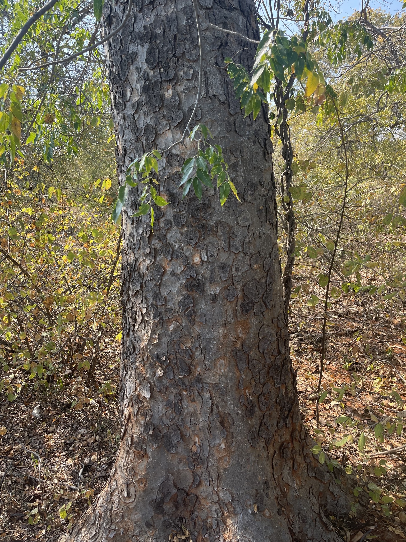 Entandrophragma caudatum (Sprague) Sprague