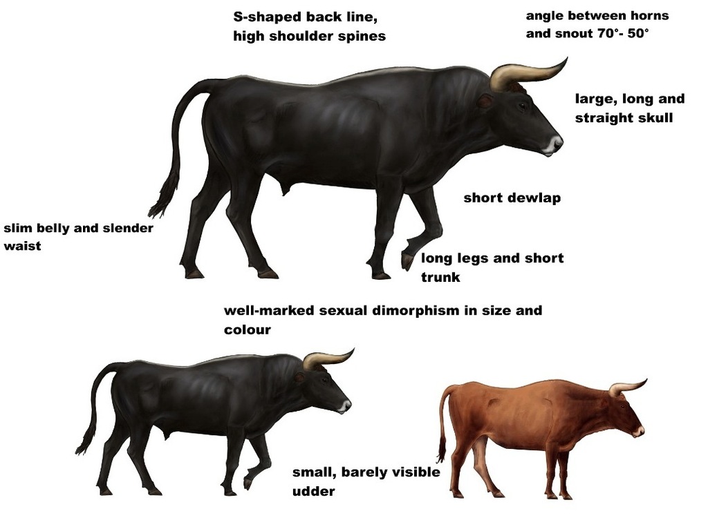 Aurochs (Bos primigenius) - Know Your Mammals