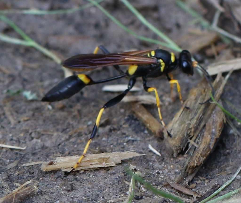 Yellow-legged Mud-dauber Wasp (Wasps of Hymenoptera) · iNaturalist