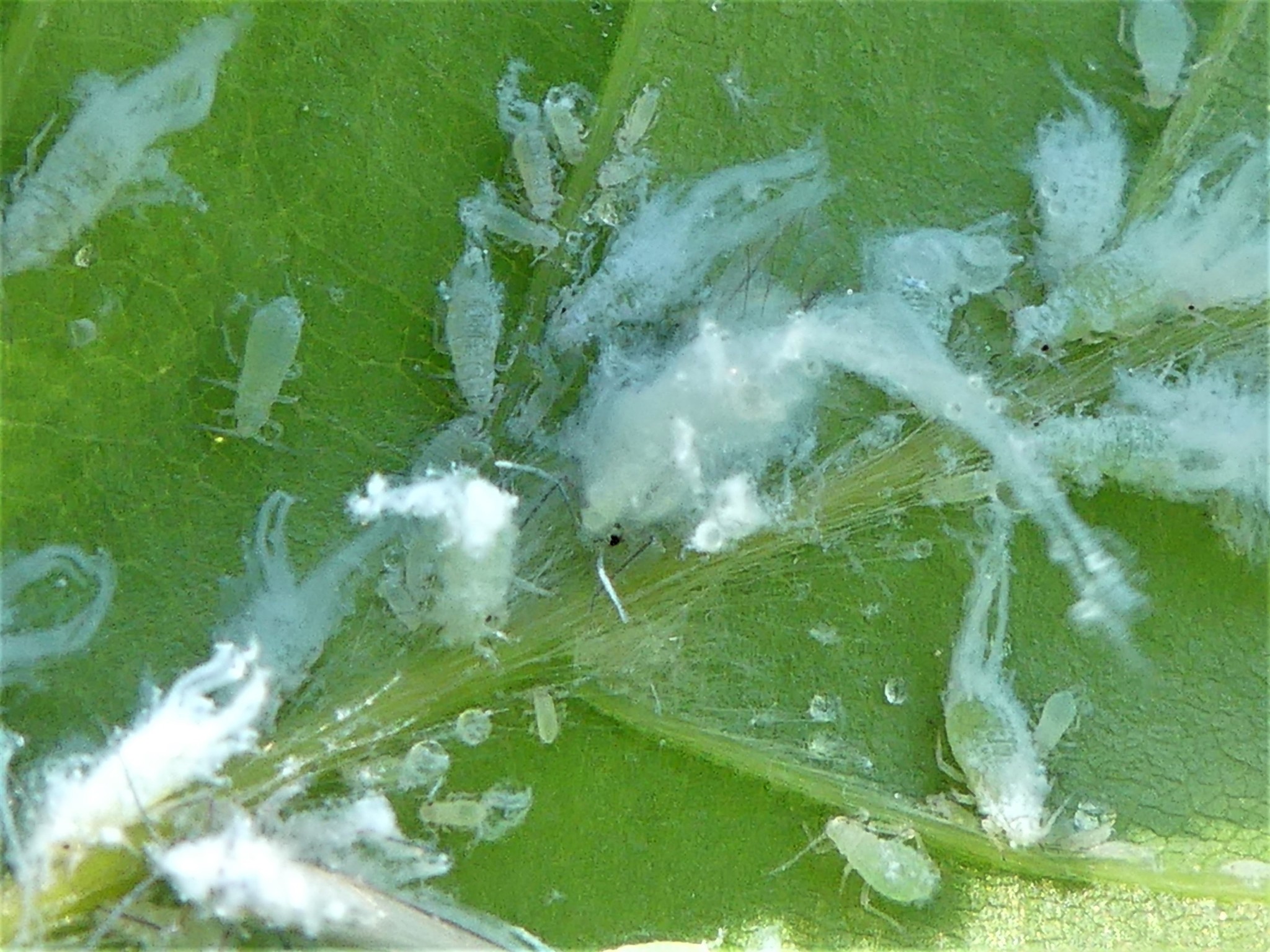 Phyllaphis fagi (Linnaeus, 1761)