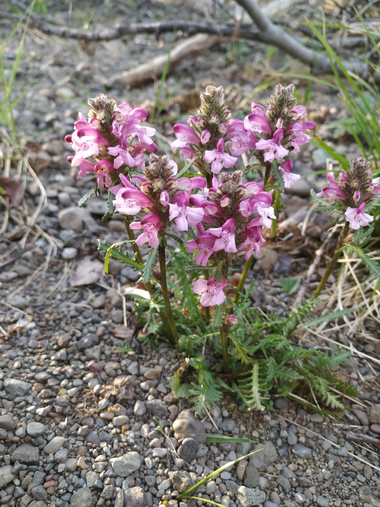 Pedicularis sudetica albolabiata from устье р. Ю. Нералах, оз. Лама ...