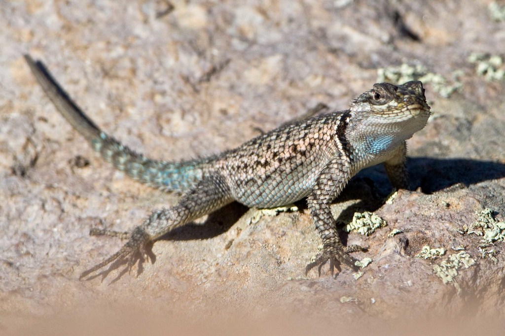 Yarrow's Spiny Lizard (Reptiles of Arizona) · iNaturalist