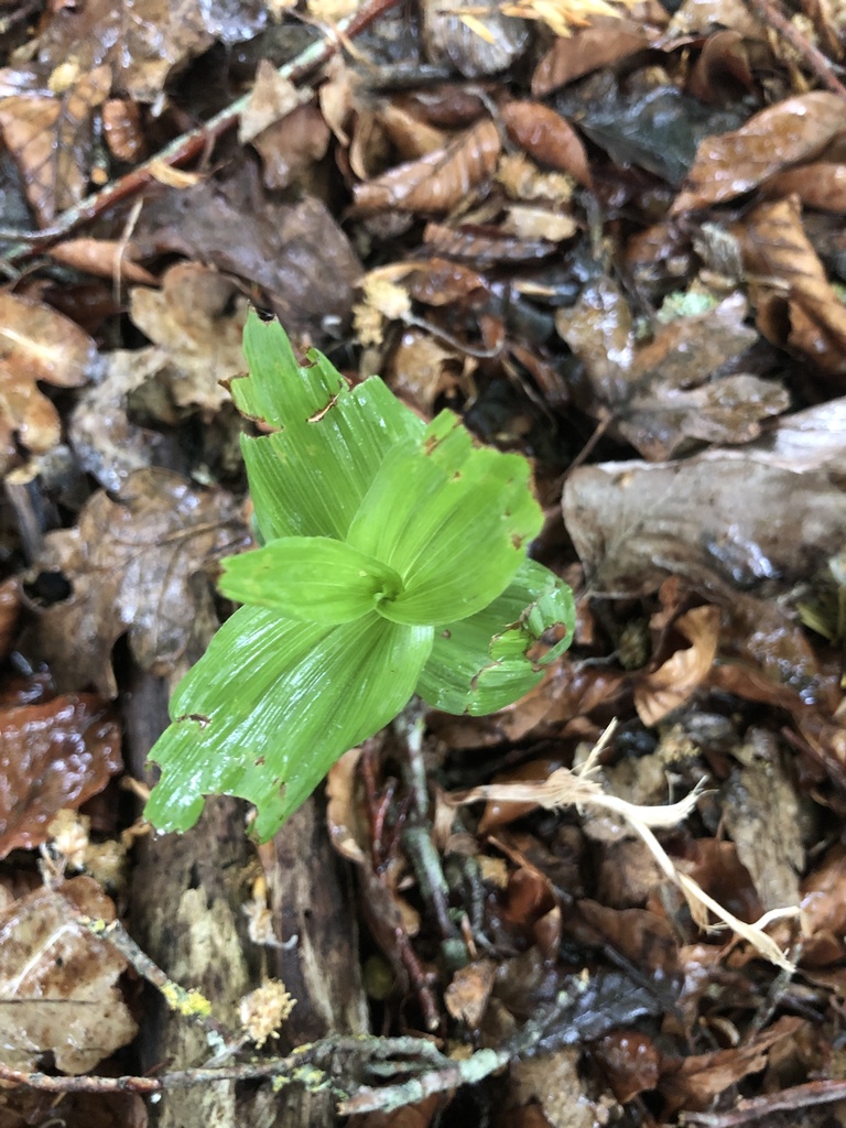 Broad-leafed Helleborine from Bix Bottom, Henley-On-Thames, England, GB ...