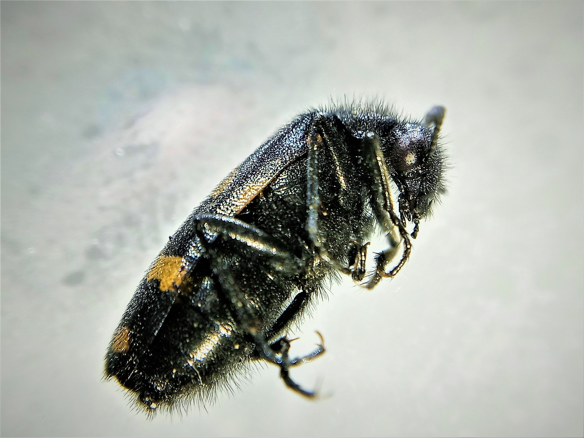 Hycleus polymorphus (Pallas, 1771)