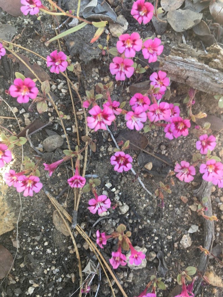 Diplacus (Phrymaceae (Lopseed) of the Pacific Northwest) · iNaturalist