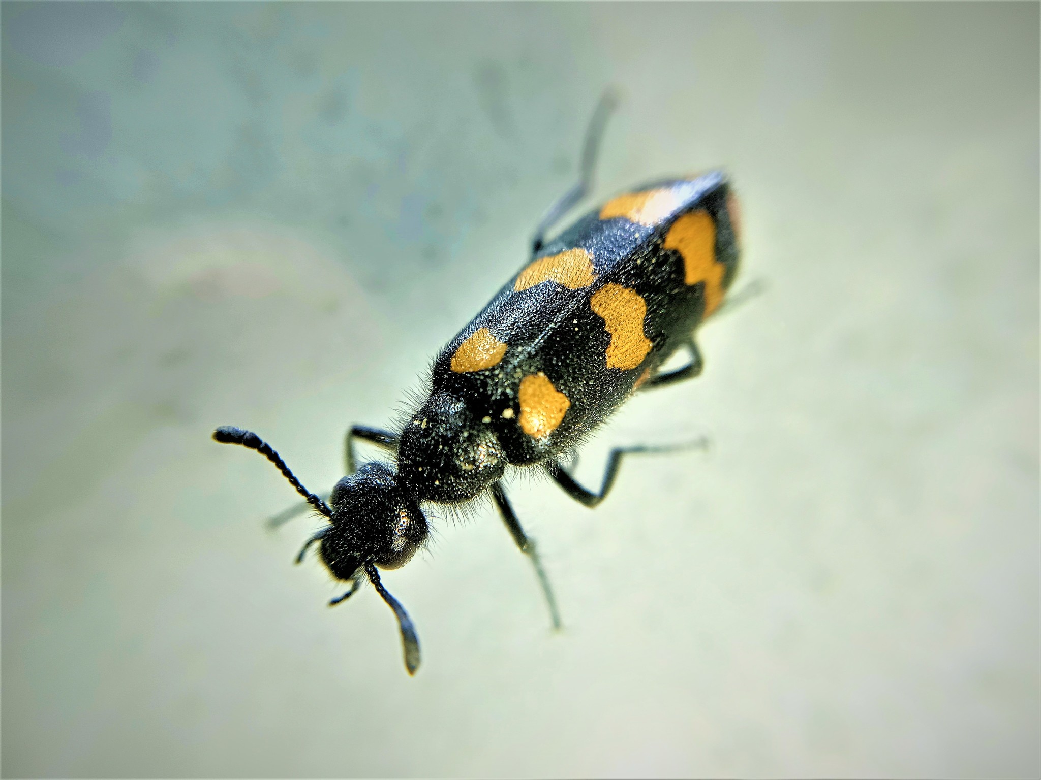 Hycleus polymorphus (Pallas, 1771)