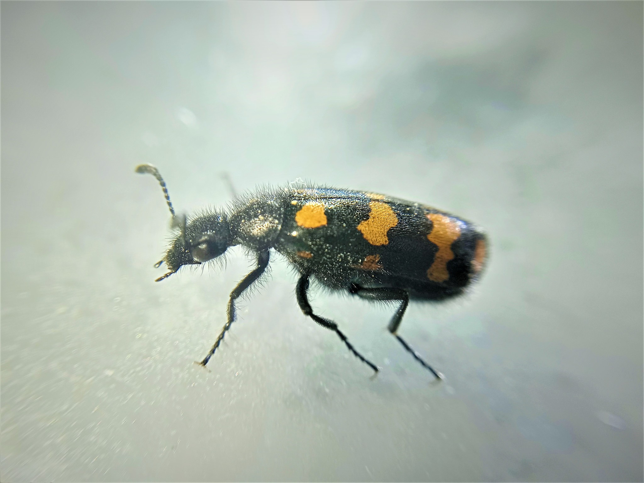 Hycleus polymorphus (Pallas, 1771)