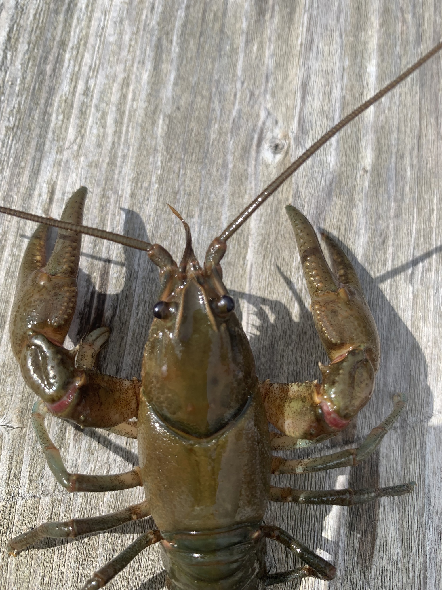 Cambarus robustus Girard, 1852