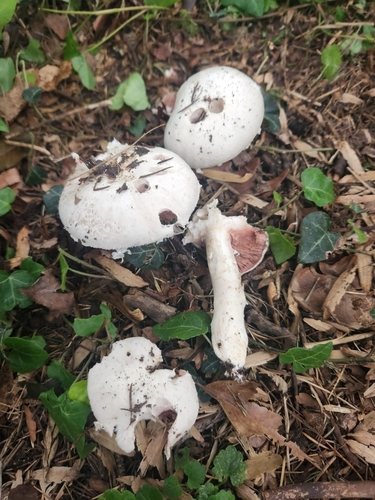 Agaricus griseicephalus · iNaturalist