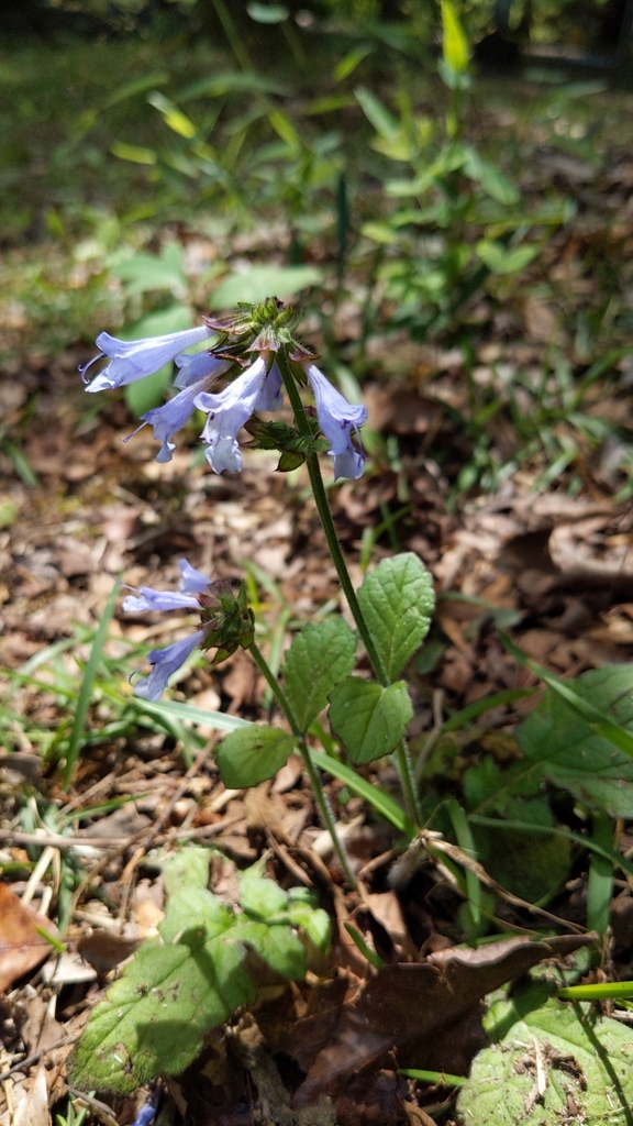 lyreleaf sage from Shiloh, SC, USA on May 15, 2022 at 11:28 AM by lkirk ...