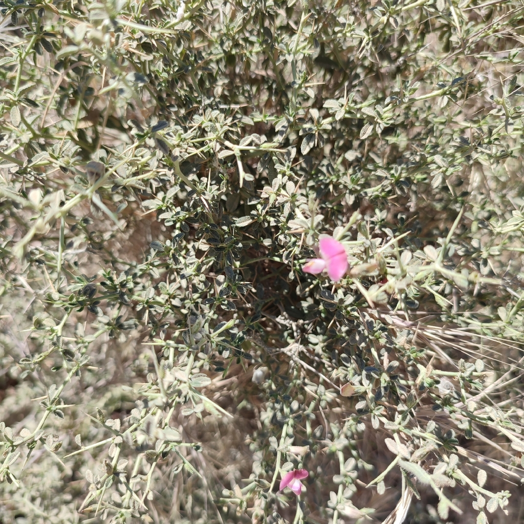 Spiny restharrow from Gortyn 700 16, Greece on May 15, 2022 at 11:57 AM ...