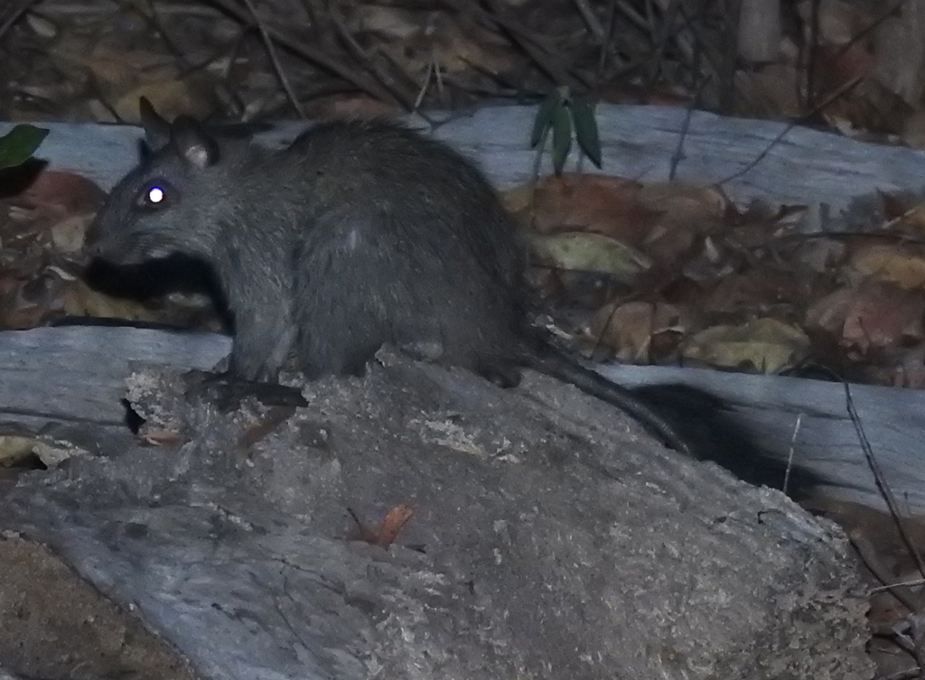 Australian Tree Rats (Mesembriomys) - Know Your Mammals